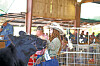 Socorro County Fair returns with full week of family fun | Community ...