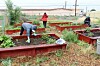 Community gardens in Socorro and Alamo offer much more than produce ...